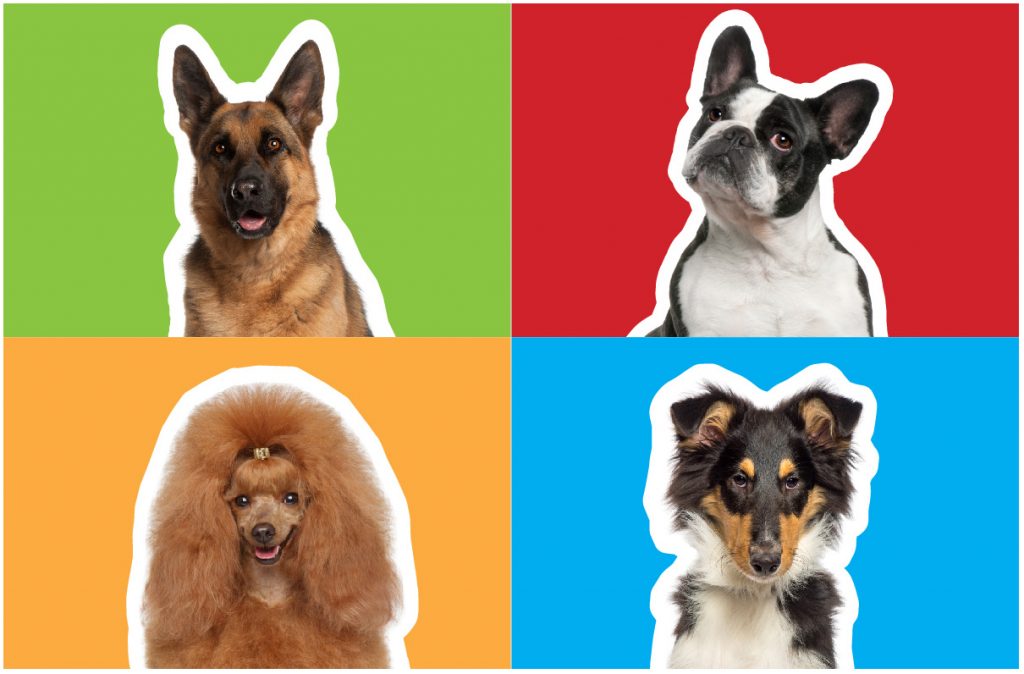 DISC Profiles for Dog Owners - DISC Personality Testing Blog